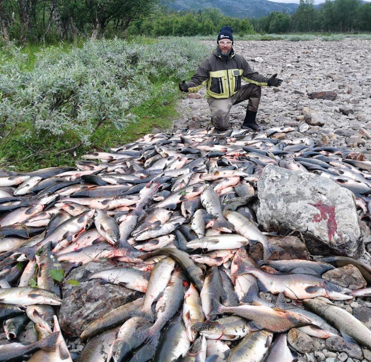 Pukkellaks - Hammerfest kommune